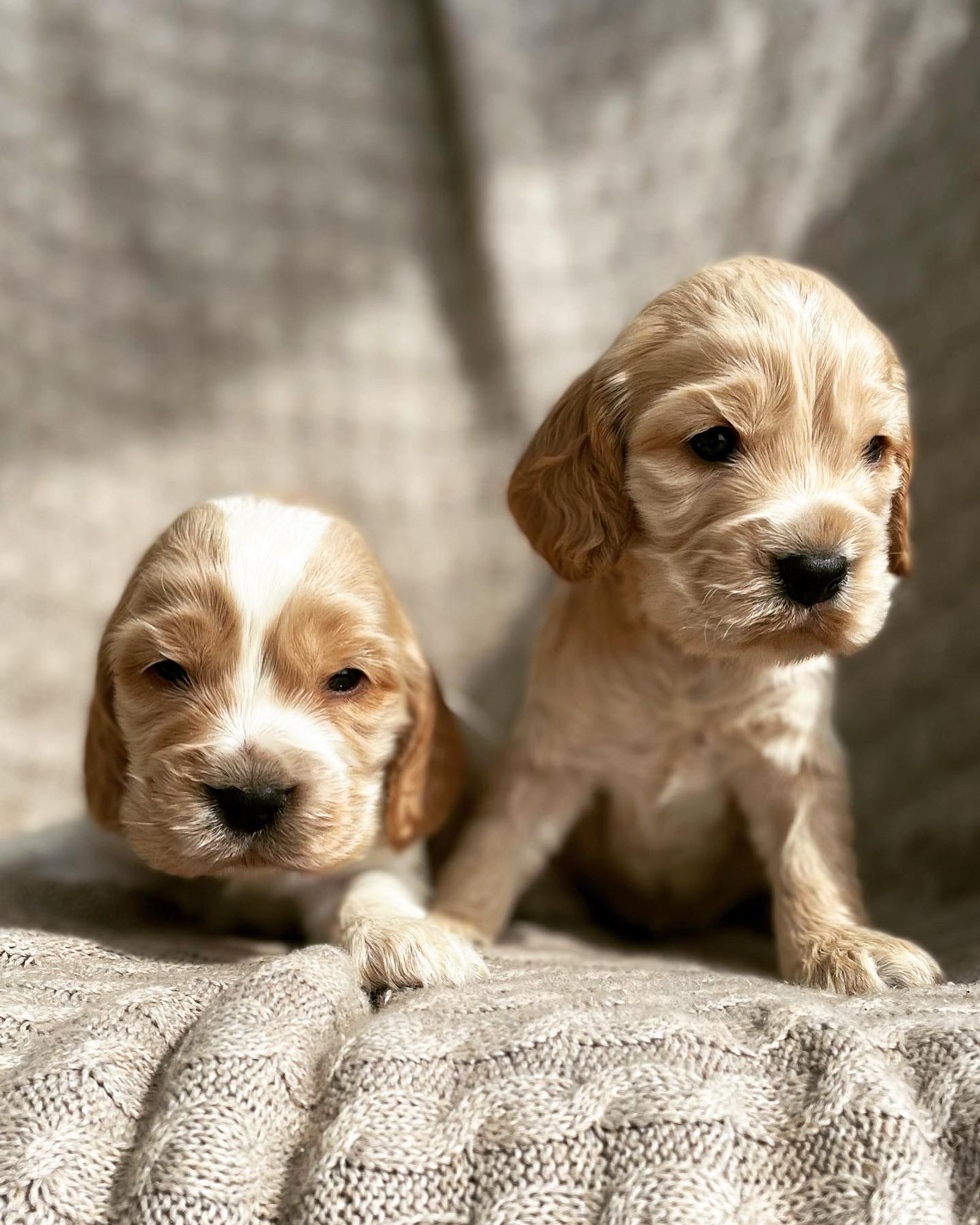 Ellejaypuppies Cocker Spaniels, responsible breeder in New South Wales ...