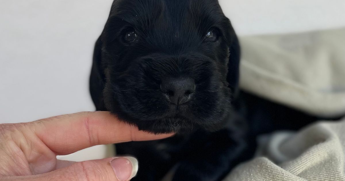 Ellejaypuppies Cocker Spaniels, responsible breeder in New South Wales ...