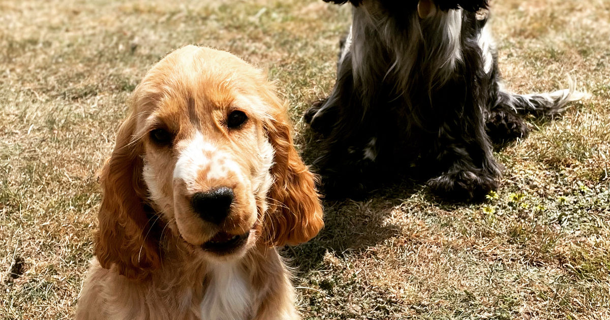 Ellejaypuppies Cocker Spaniels, responsible breeder in New South Wales ...