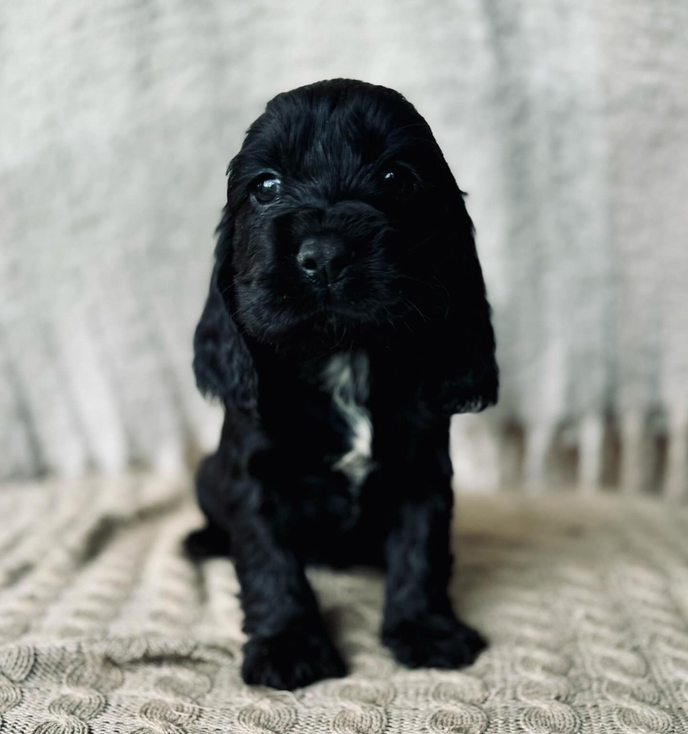 Ellejaypuppies Cocker Spaniels, responsible breeder in New South Wales ...