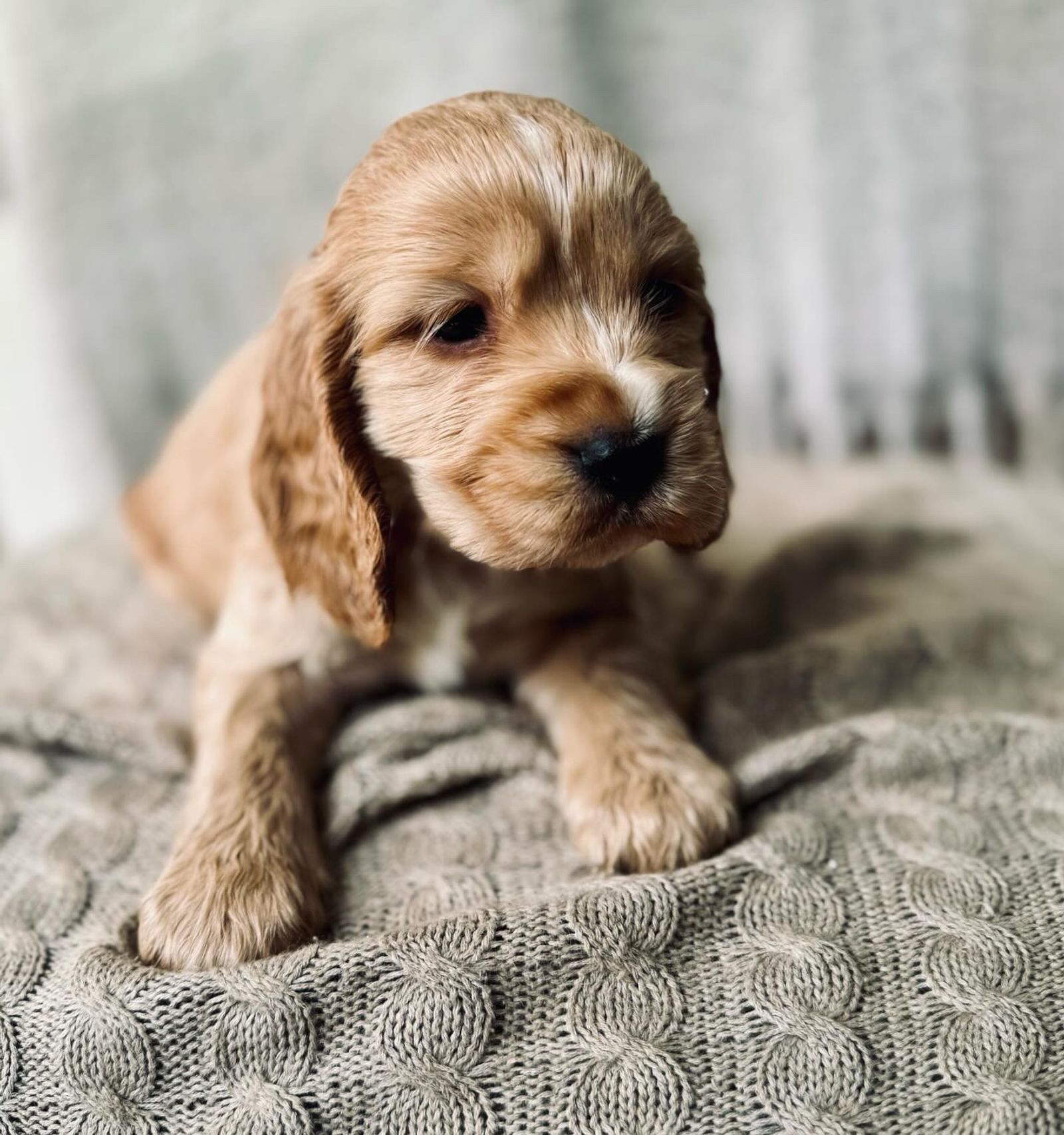 Ellejaypuppies Cocker Spaniels, responsible breeder in New South Wales ...