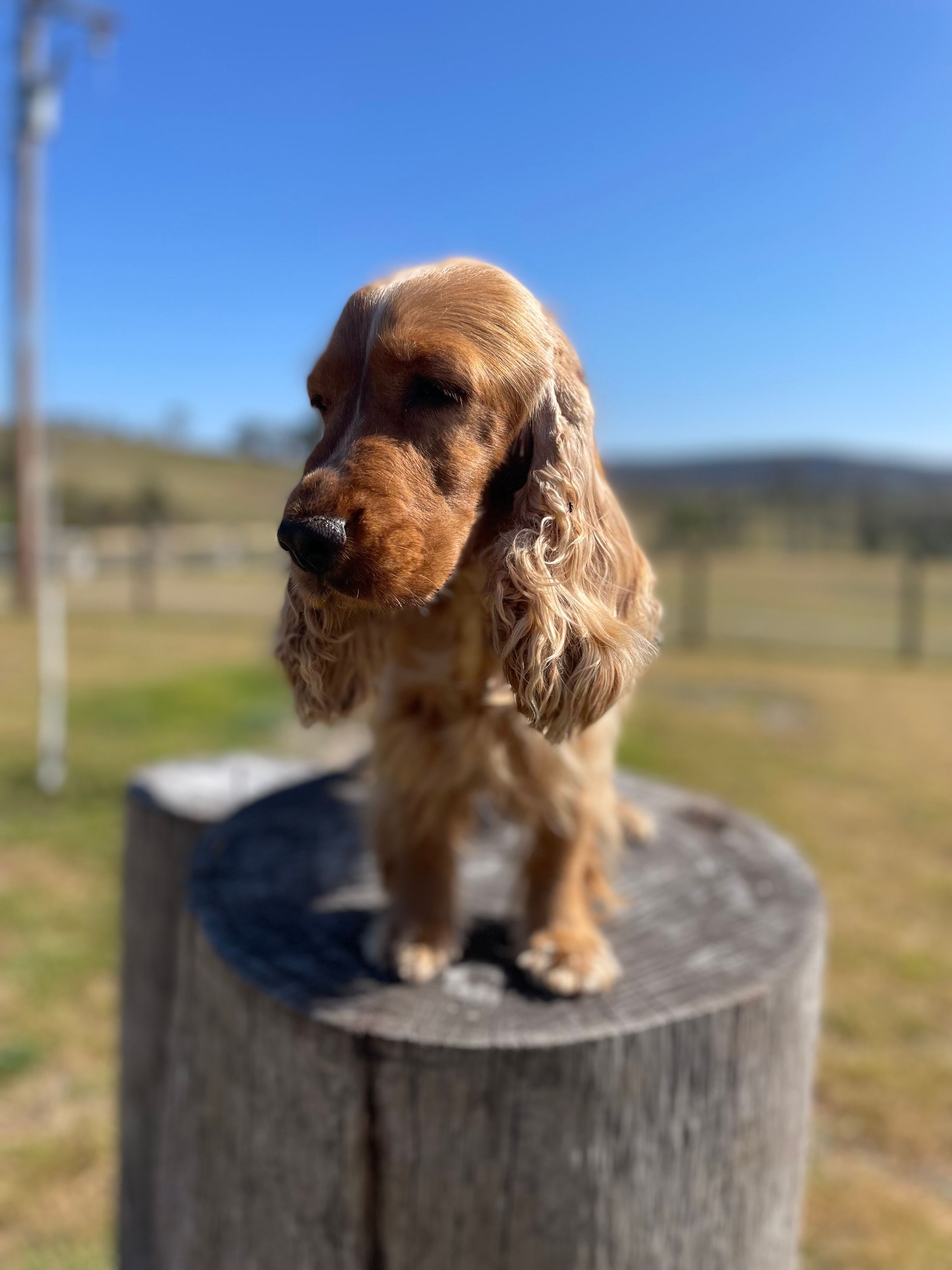Ellejaypuppies Cocker Spaniels, responsible breeder in New South Wales ...