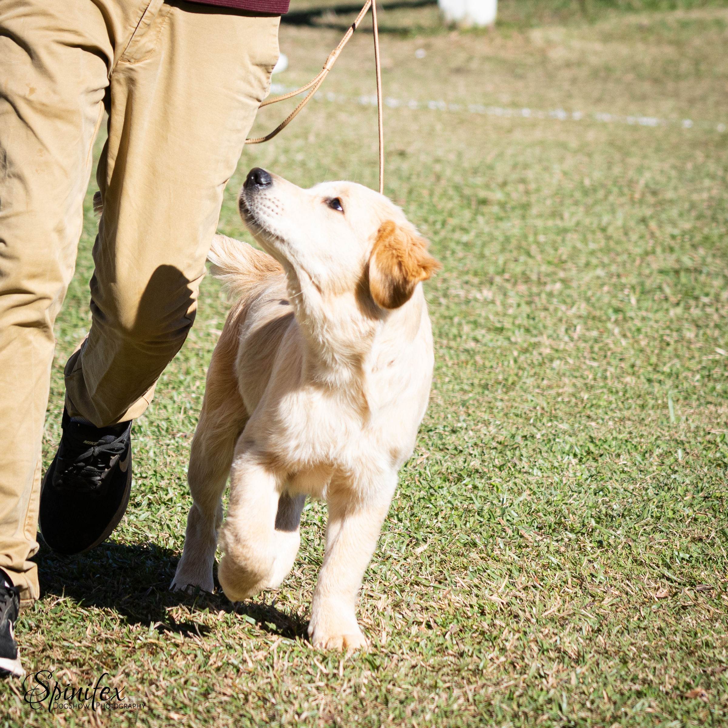 Whiskey River Golden Retrievers, responsible breeder in New South Wales ...