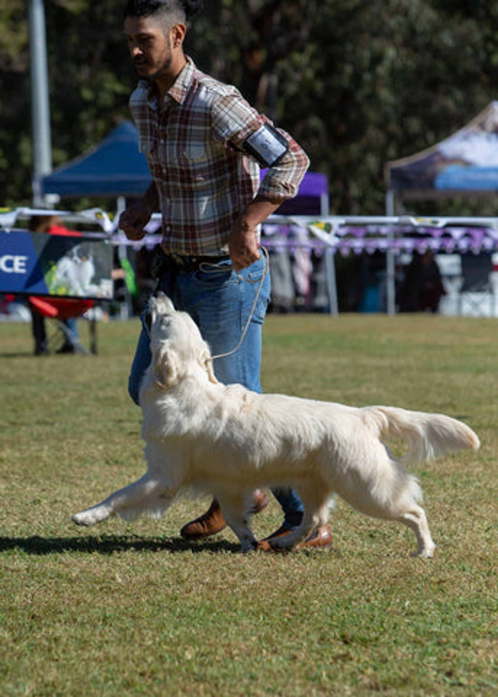 Whiskey River Golden Retrievers, responsible breeder in New South Wales ...
