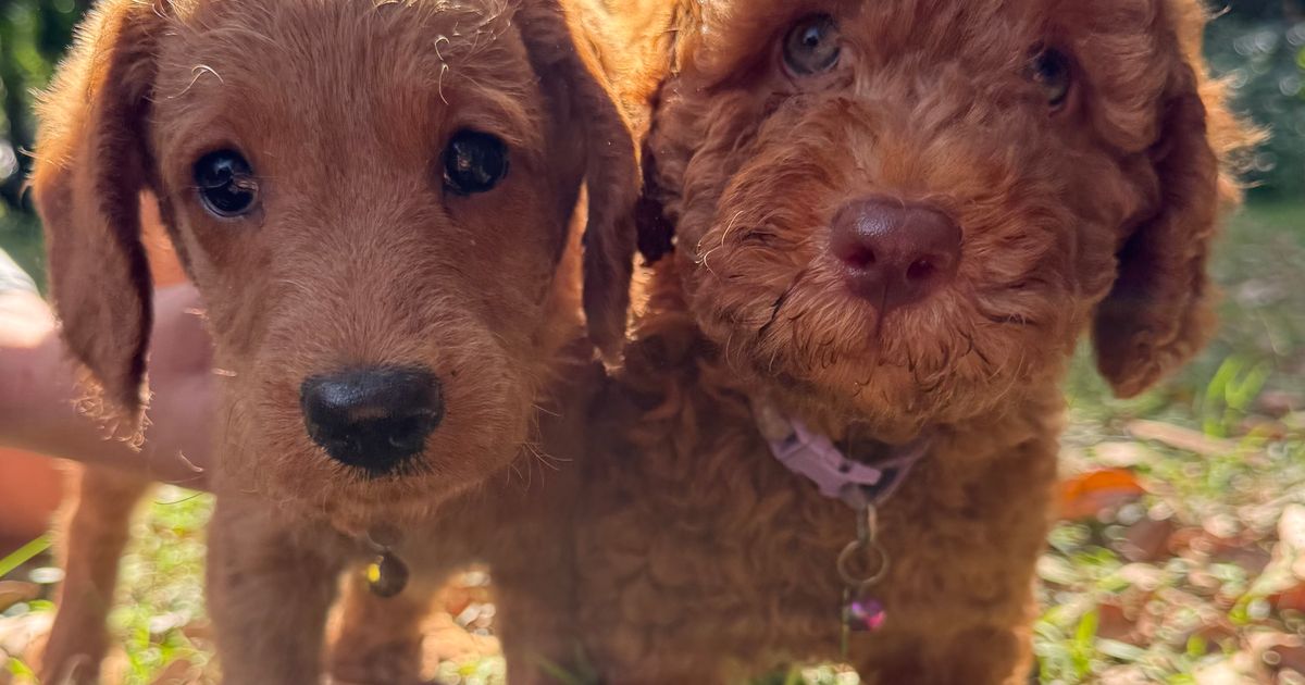 PS Labradoodles, responsible breeder in New South Wales - RightPaw