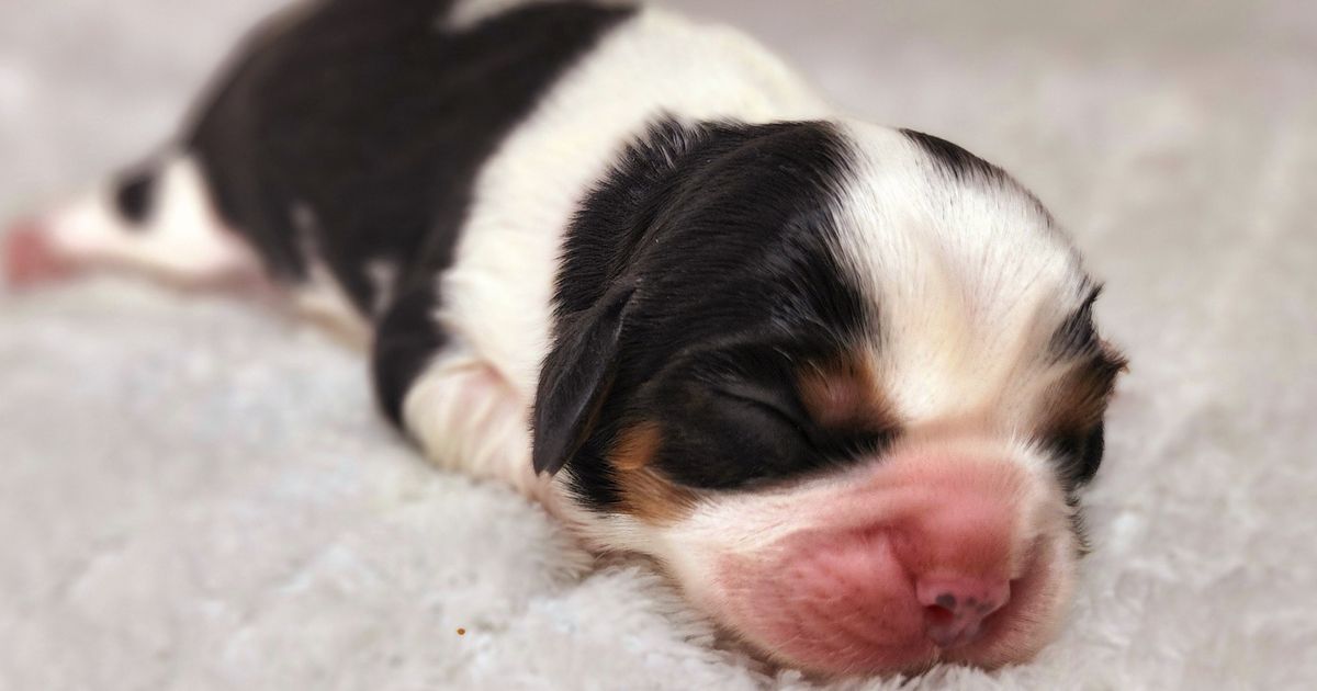 Hansen's Petite Cavaliers, responsible breeder in Queensland - RightPaw