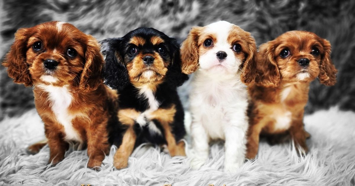 Hansen's Petite Cavaliers, responsible breeder in Queensland - RightPaw