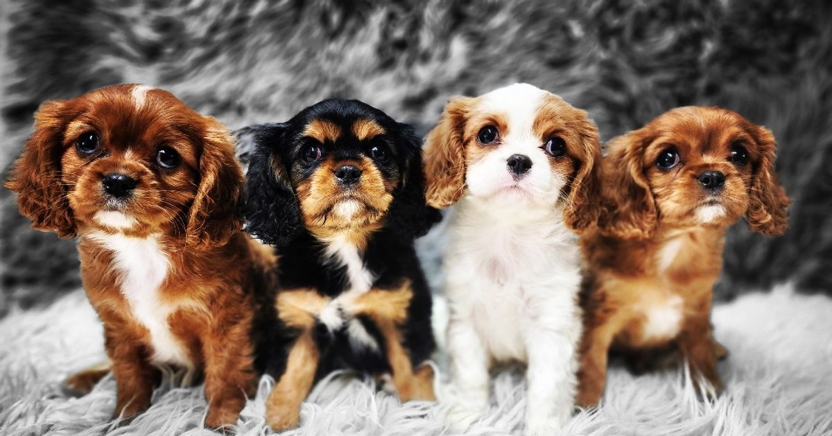 Hansen's Petite Cavaliers, responsible breeder in Queensland - RightPaw