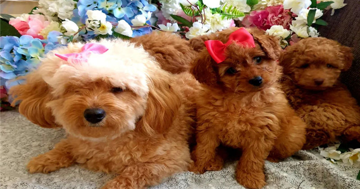 Ruby Moodles & Poodles, responsible breeder in New South Wales - RightPaw