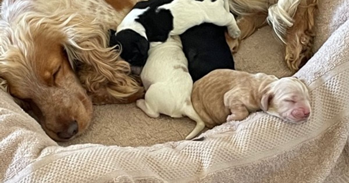 Warrambool Cocker Spaniels, responsible breeder in Queensland - RightPaw