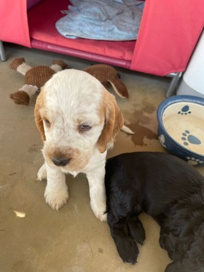 Warrambool Cocker Spaniels, responsible breeder in Queensland - RightPaw