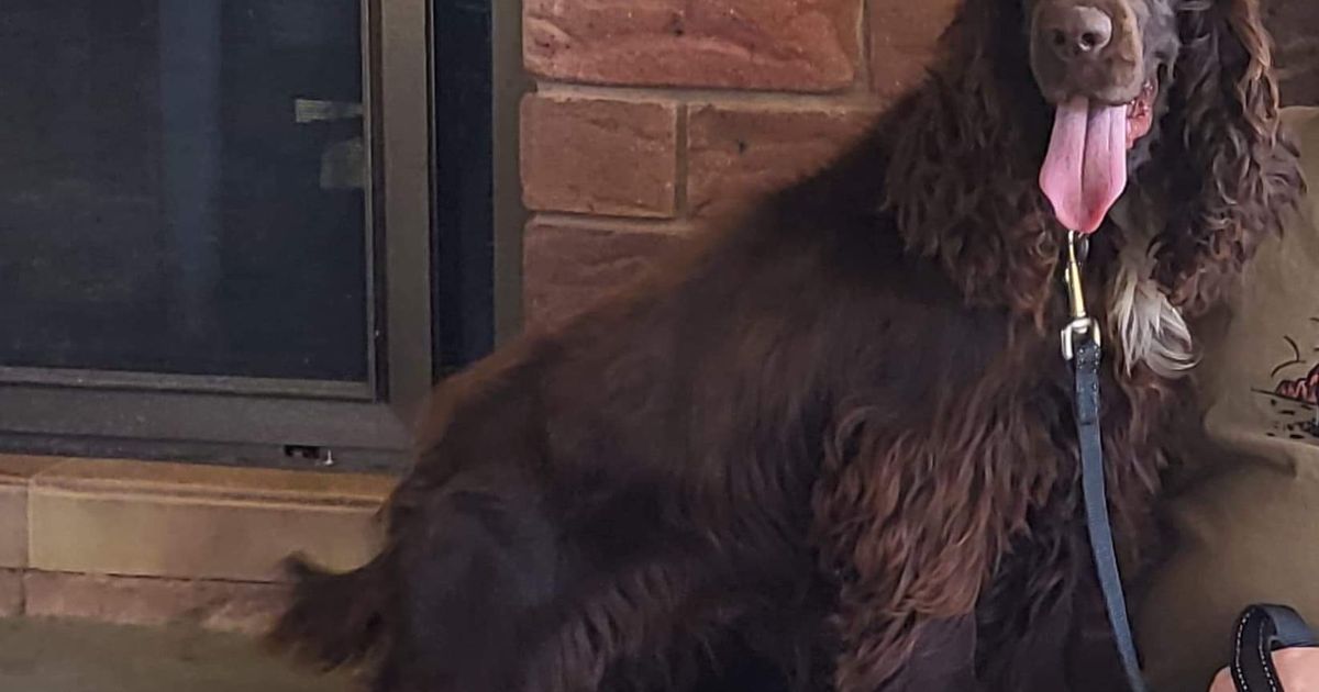 Warrambool Cocker Spaniels, responsible breeder in Queensland - RightPaw