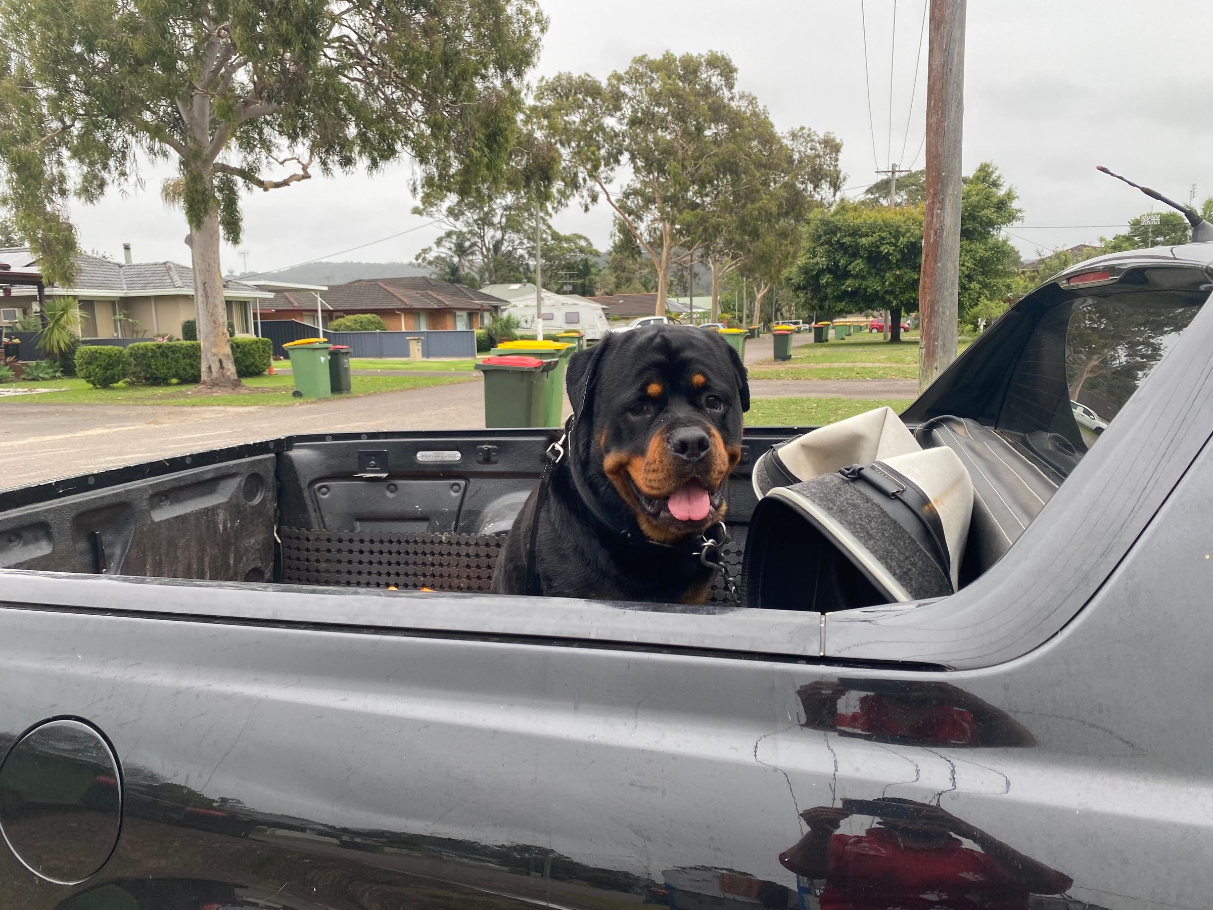 Big Gypsy Rottweilers, responsible breeder in New South Wales - RightPaw