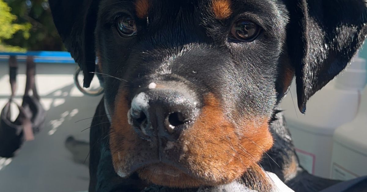 Big Gypsy Rottweilers, responsible breeder in New South Wales - RightPaw