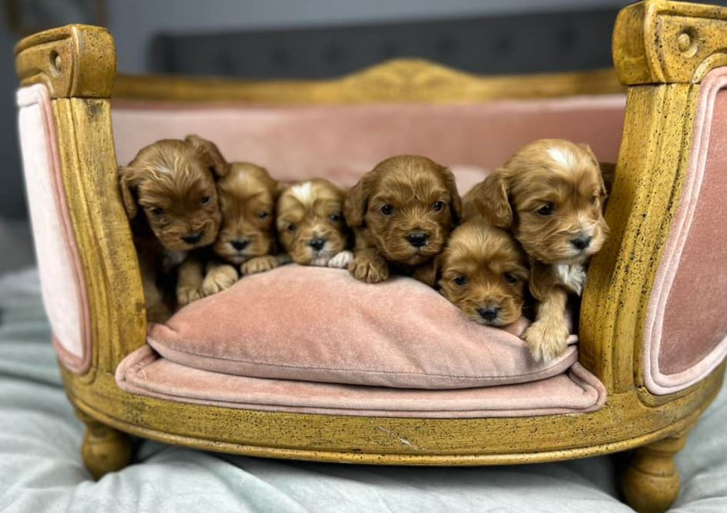 Spring Pastures Puppies Cavoodles, responsible breeder in Queensland ...