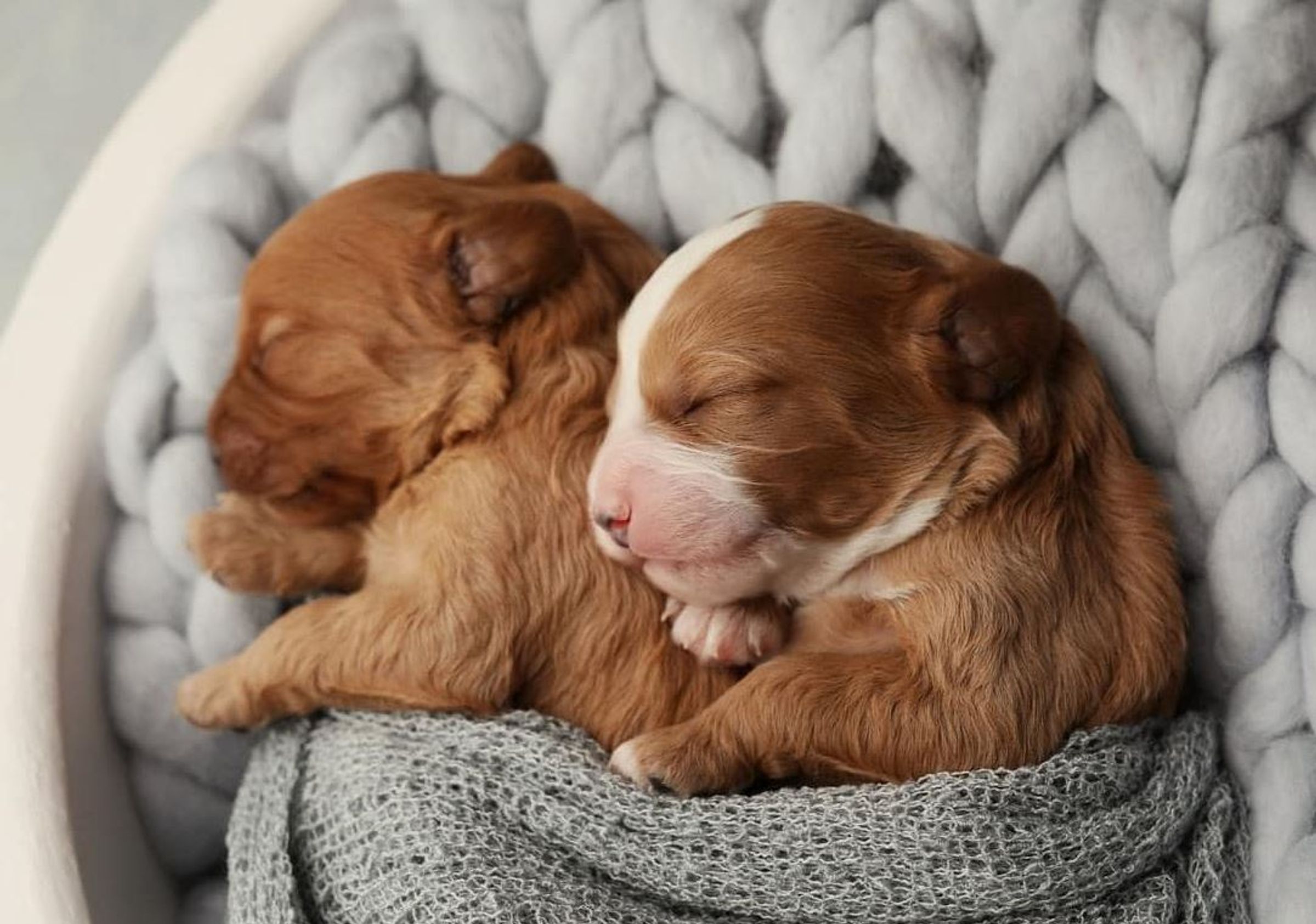 Spring Pastures Puppies Cavoodles, responsible breeder in Queensland ...