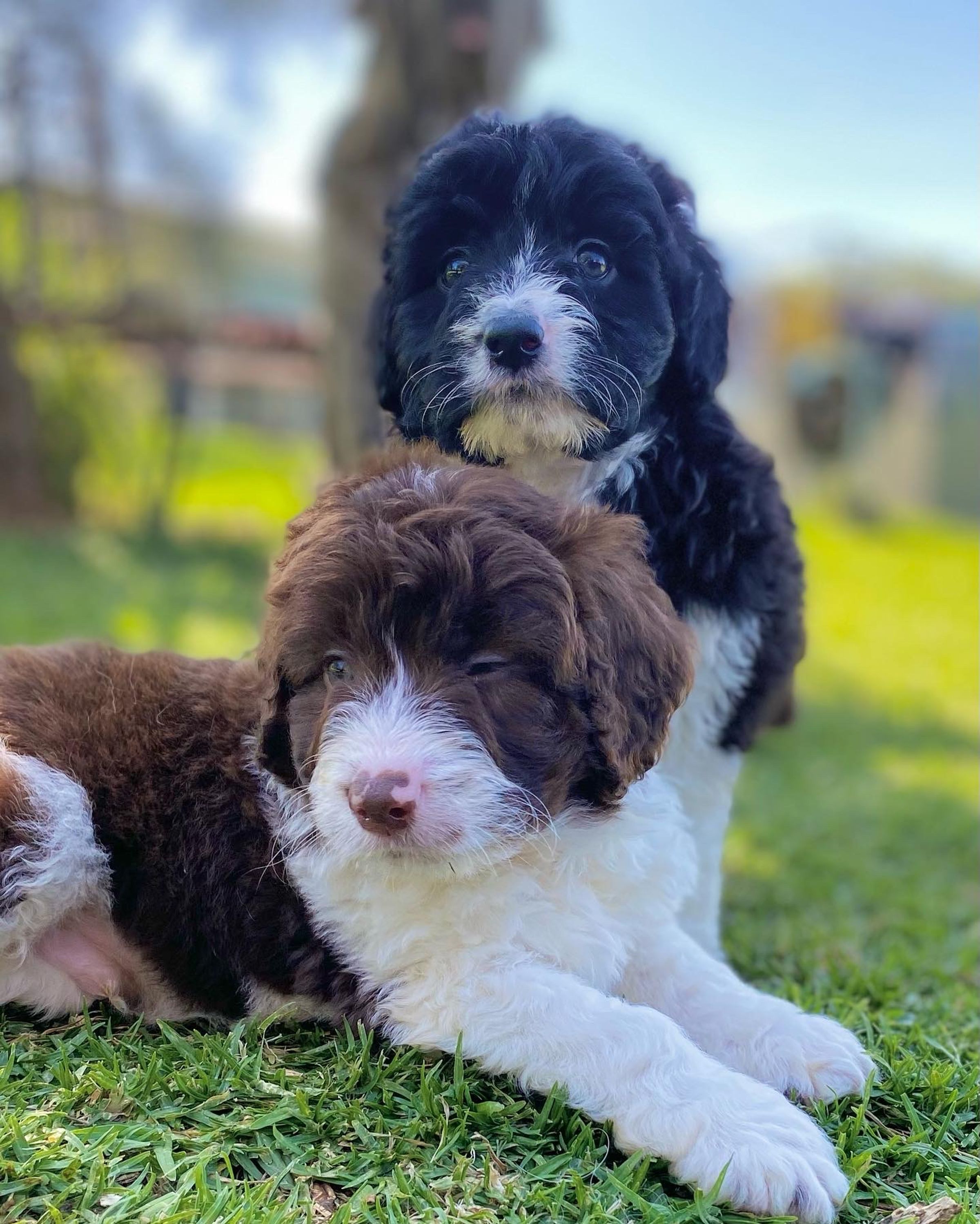 Casa De Oodle Bordoodles, responsible breeder in New South Wales - RightPaw