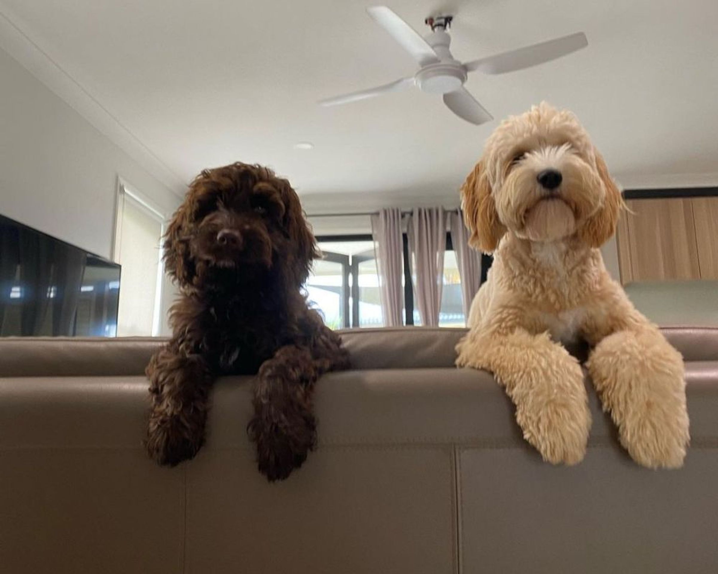 Sunshine Labradoodles, responsible breeder in Queensland - RightPaw