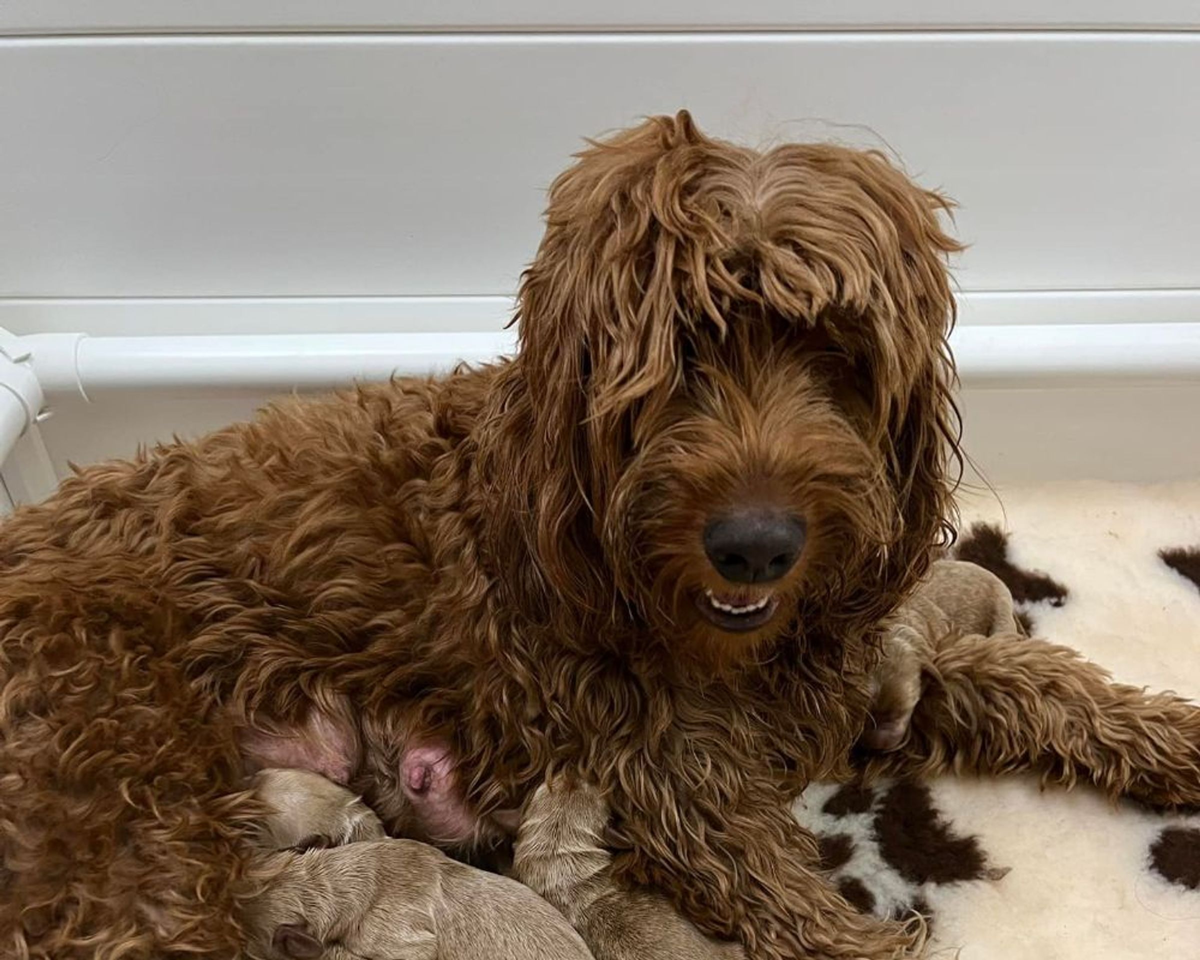 Sunshine Labradoodles, responsible breeder in Queensland - RightPaw