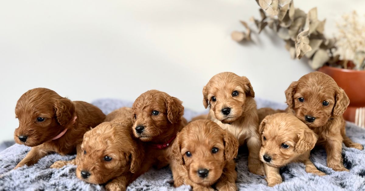 Cavoodle Lovers, responsible breeder in Queensland - RightPaw