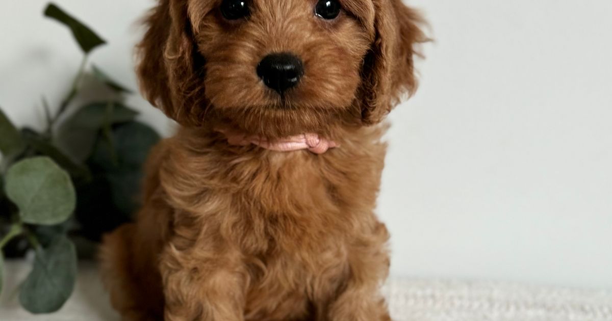 Cavoodle Lovers, responsible breeder in Queensland - RightPaw