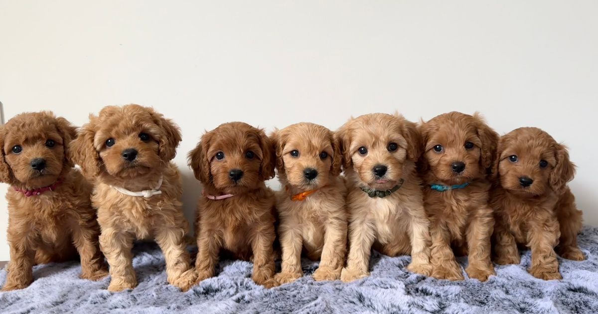 Cavoodle Lovers, responsible breeder in Queensland - RightPaw