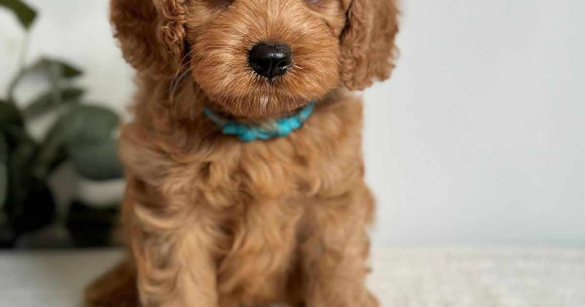 Cavoodle Lovers, responsible breeder in Queensland - RightPaw