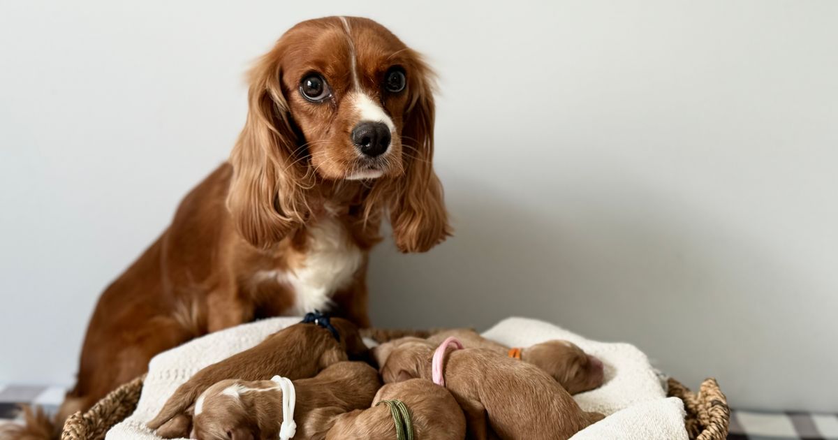 Cavoodle Lovers, responsible breeder in Queensland - RightPaw