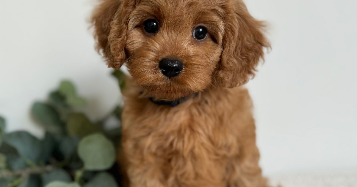 Cavoodle Lovers, responsible breeder in Queensland - RightPaw