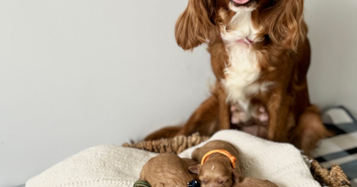 Cavoodle Lovers, responsible breeder in Queensland - RightPaw