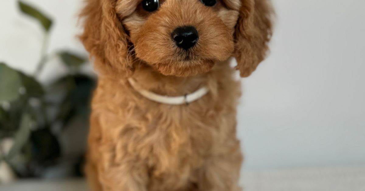 Cavoodle Lovers, responsible breeder in Queensland - RightPaw