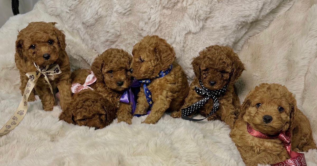 Tiny Tails Of Perth Cavoodles, responsible breeder in Western Australia ...