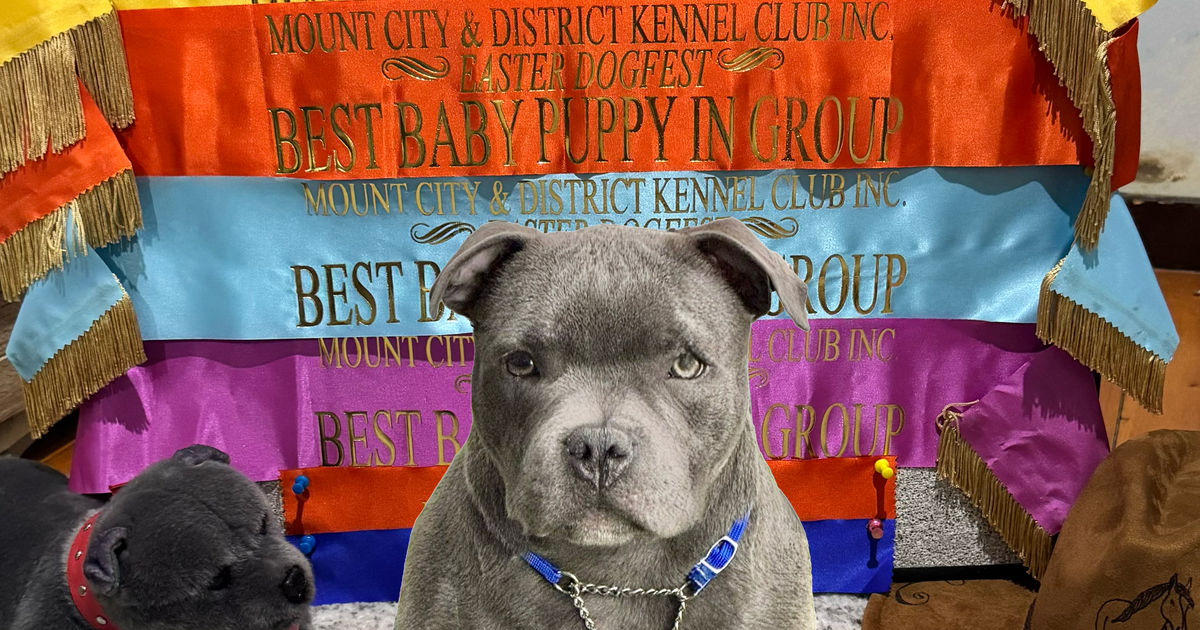 BONFAY Blue Staffordshire terriers, responsible breeder in South ...