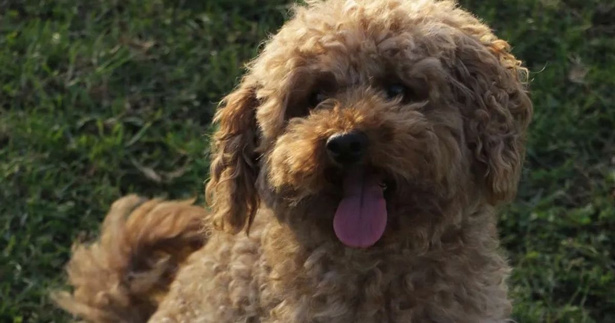 Pembleton F1 Mini Groodles, responsible breeder in Victoria - RightPaw