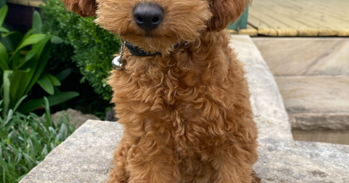 Tidy paws 🐾 Spoodles, responsible breeder in New South Wales - RightPaw