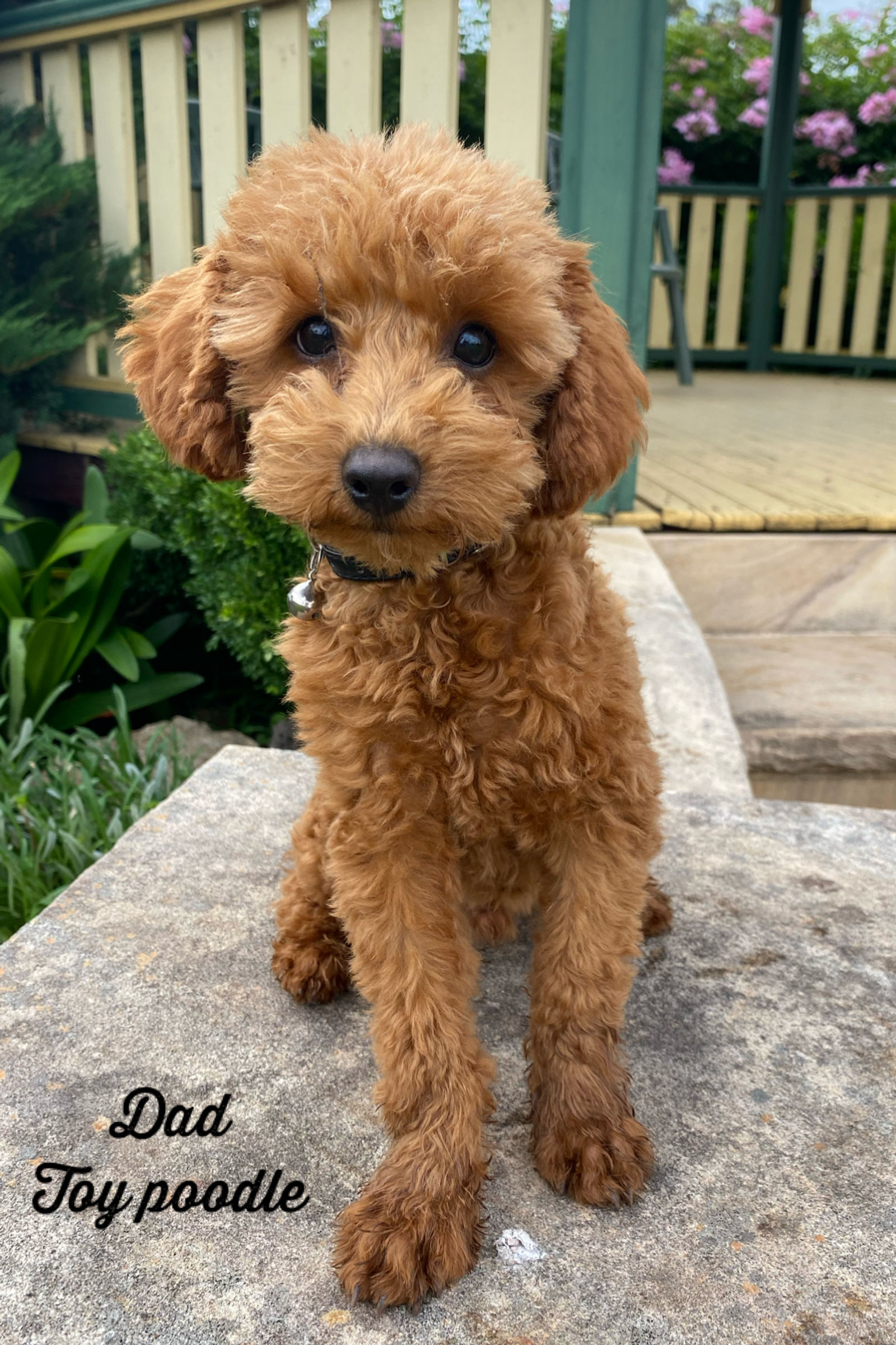 Tidy paws 🐾 Spoodles, responsible breeder in New South Wales - RightPaw