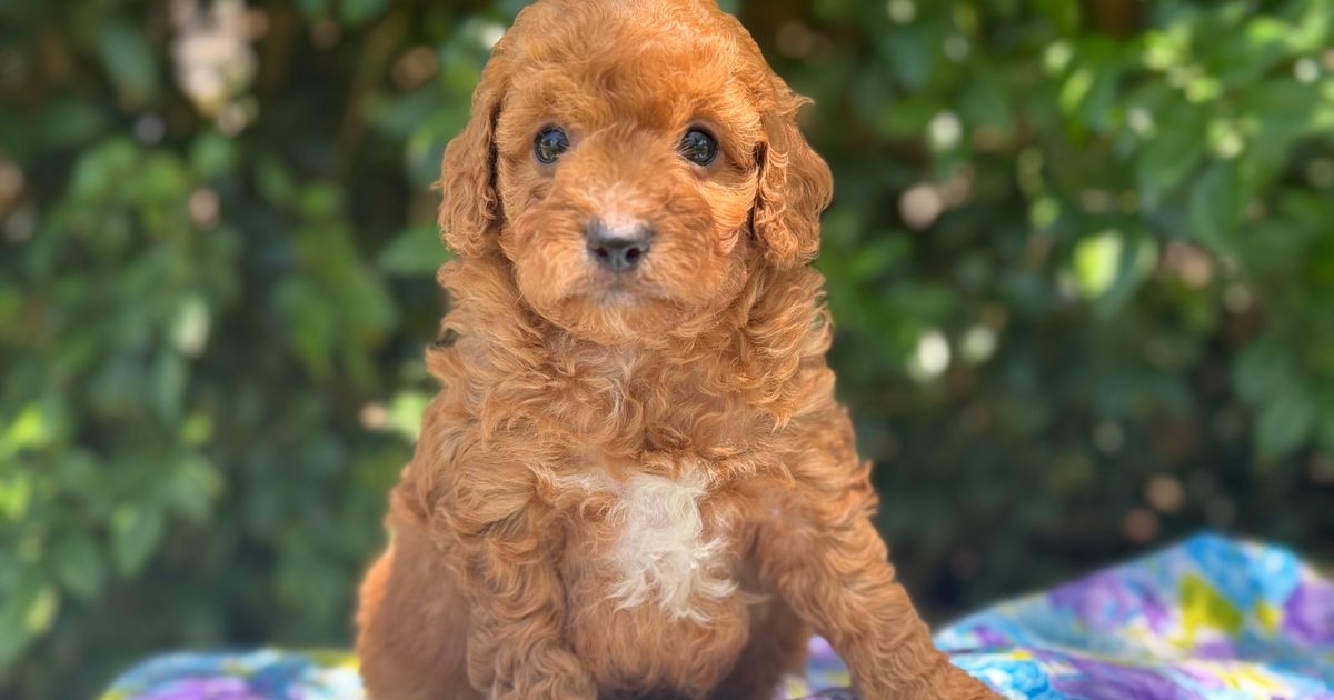 Tidy paws 🐾 Spoodles, responsible breeder in New South Wales - RightPaw