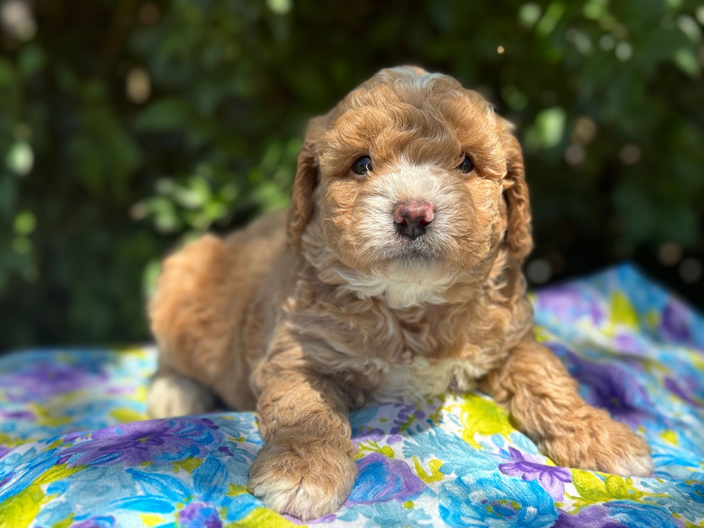 Tidy paws 🐾 Spoodles, responsible breeder in New South Wales - RightPaw
