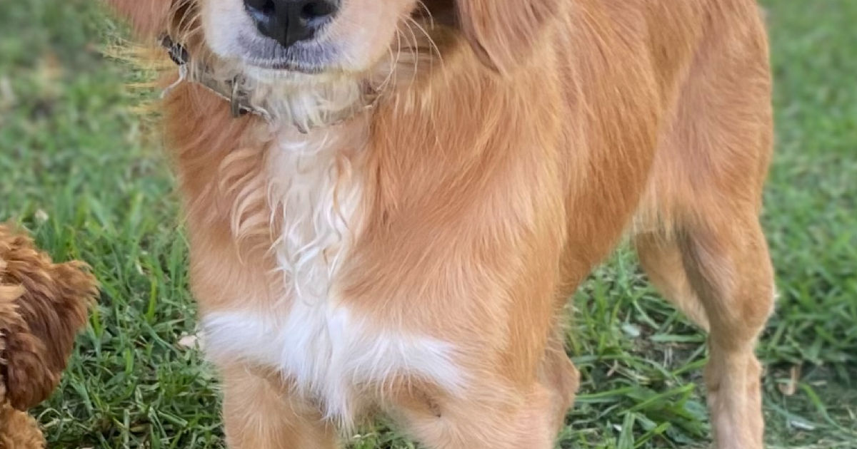 Tidy paws 🐾 Spoodles, responsible breeder in New South Wales - RightPaw