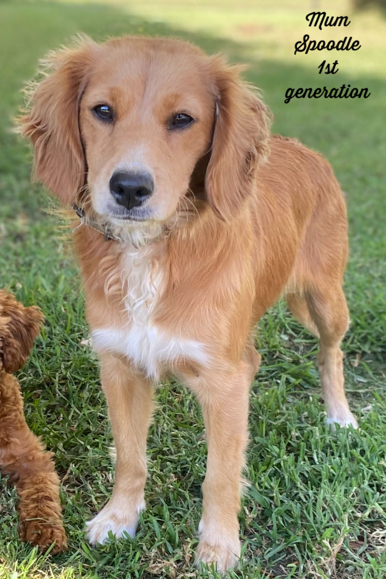 Tidy paws 🐾 Spoodles, responsible breeder in New South Wales - RightPaw