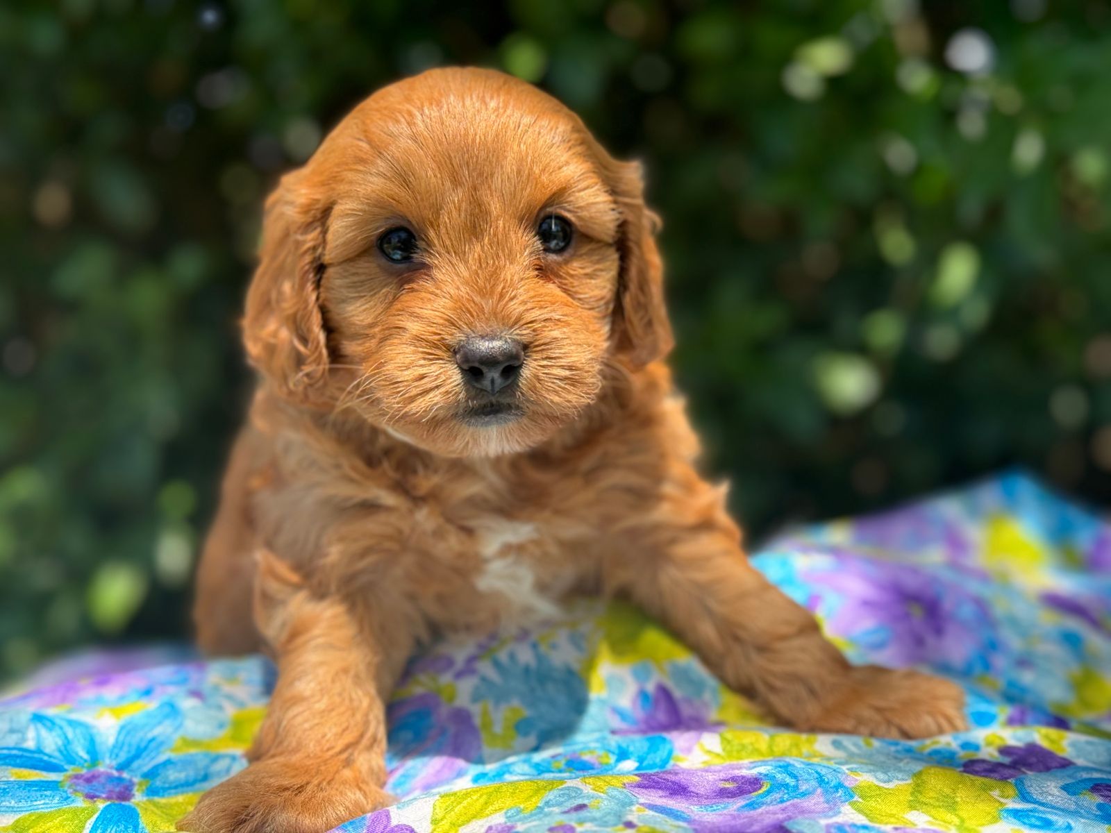Tidy paws 🐾 Spoodles, responsible breeder in New South Wales - RightPaw