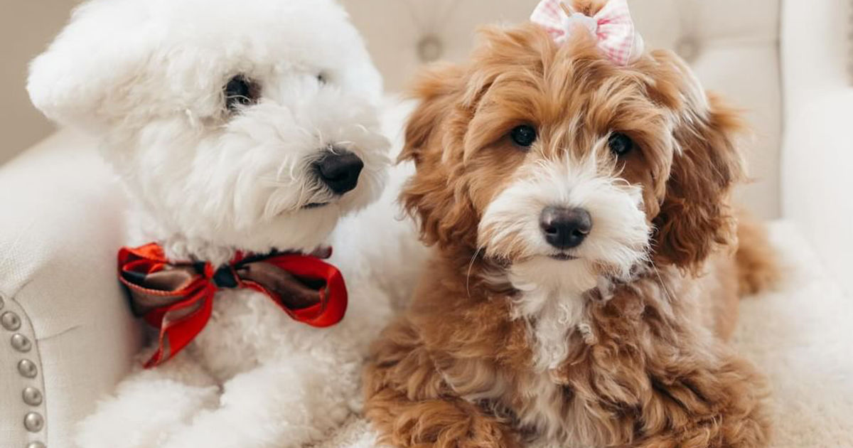 Misty Range Farm mini Groodles, responsible breeder in New South Wales ...