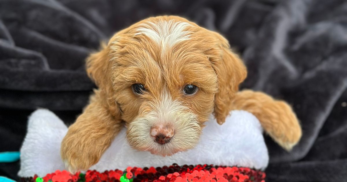 Misty Range Farm mini Groodles, responsible breeder in New South Wales ...