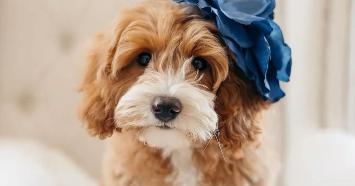 Misty Range Farm mini Groodles, responsible breeder in New South Wales ...