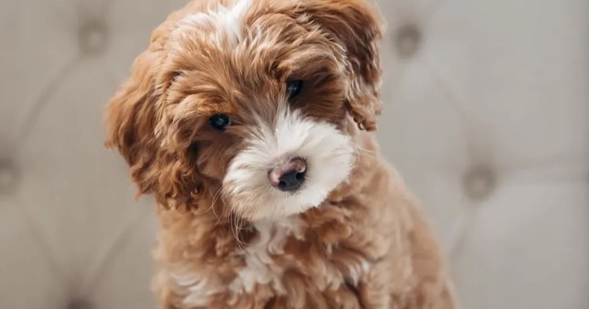 Misty Range Farm mini Groodles, responsible breeder in New South Wales ...