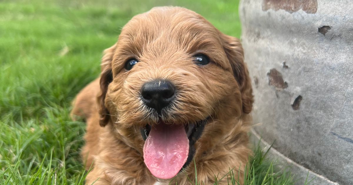 Misty Range Farm mini Groodles, responsible breeder in New South Wales ...