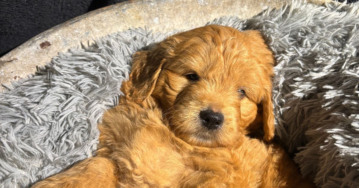 Misty Range Farm mini Groodles, responsible breeder in New South Wales ...