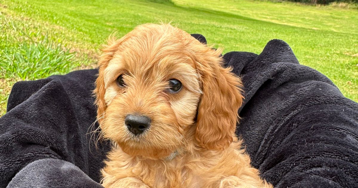 Misty Range Farm mini Groodles, responsible breeder in New South Wales ...