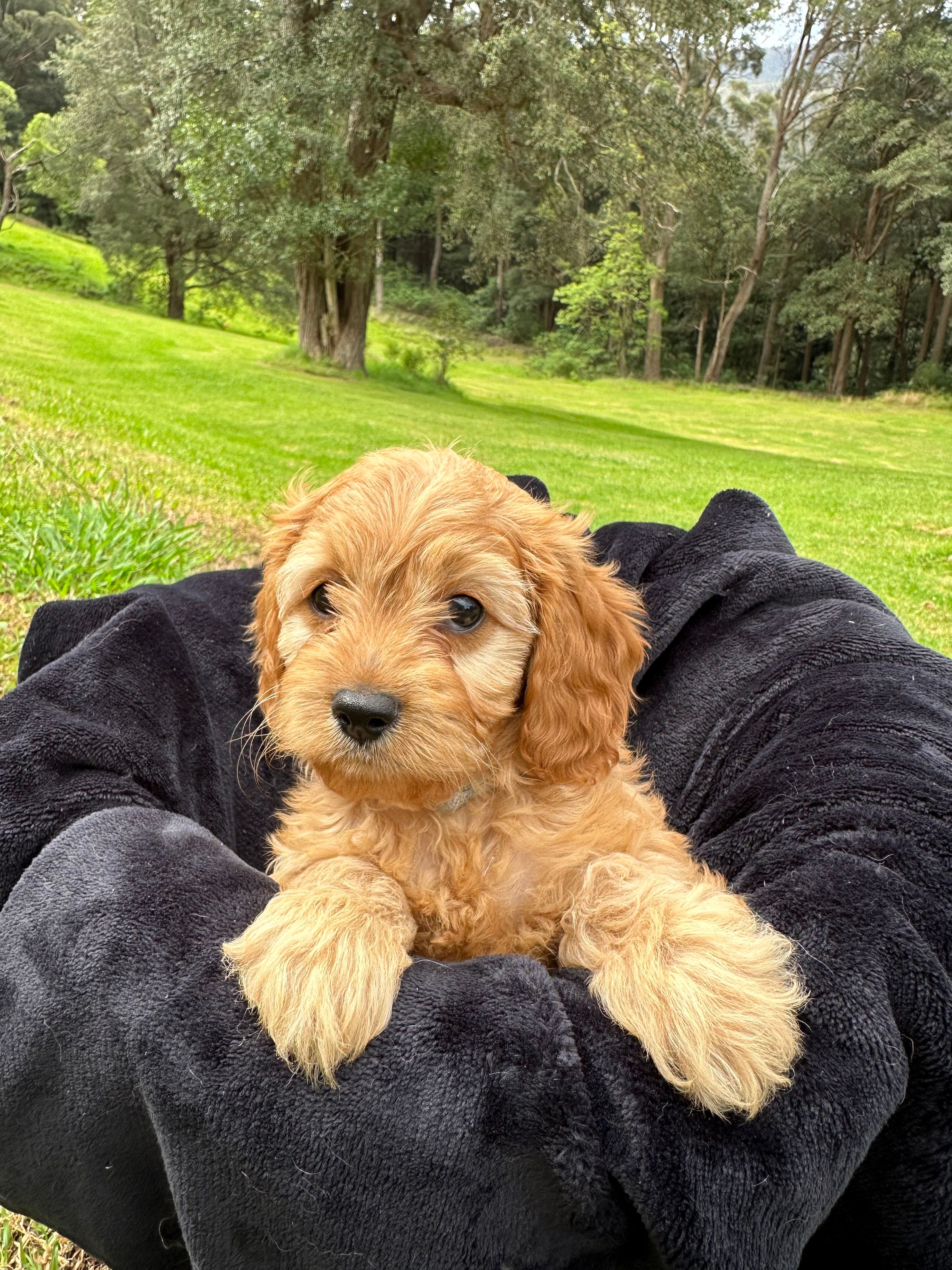 Misty Range Farm mini Groodles, responsible breeder in New South Wales ...
