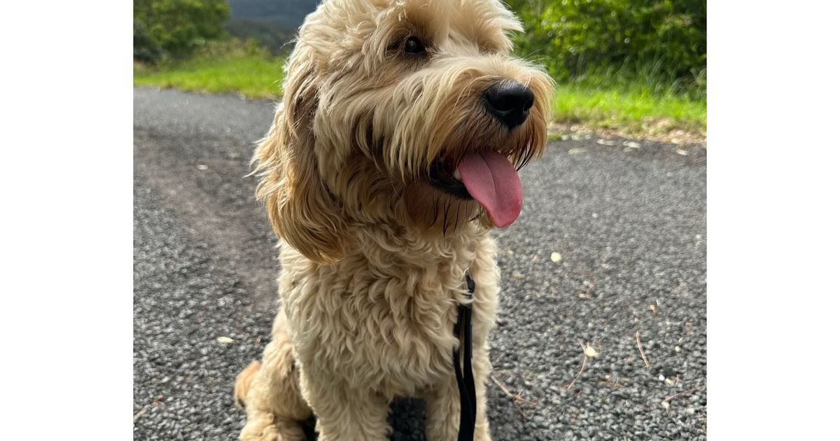 Misty Range Farm mini Groodles, responsible breeder in New South Wales ...